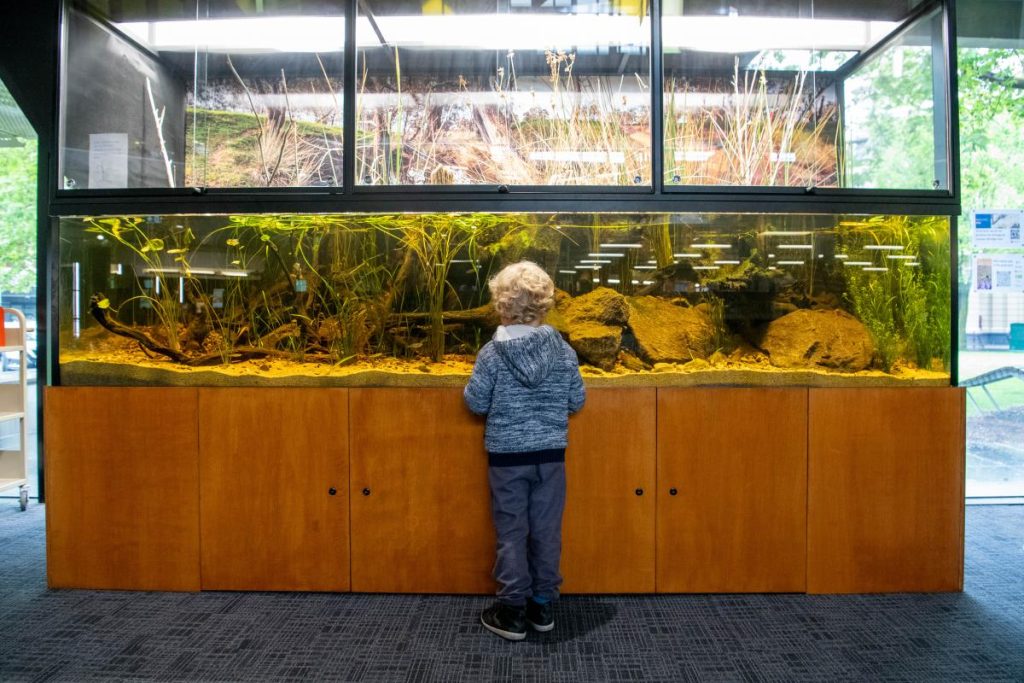 Bendigo Library Aquarium – Goldfields Library Corporation